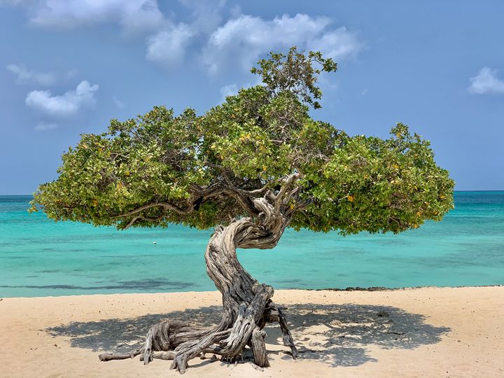 Devi tree - Fantasyride - Photography, Flowers, Plants, & Trees, Trees ...