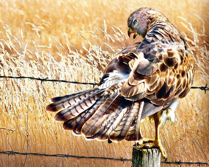 Furious Hawk - In and Around Calgary Alberta - Photography, Animals ...