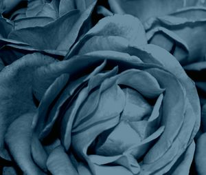 Smokey Blue Roses - Brenda's Photography - Photography, Flowers, Plants ...
