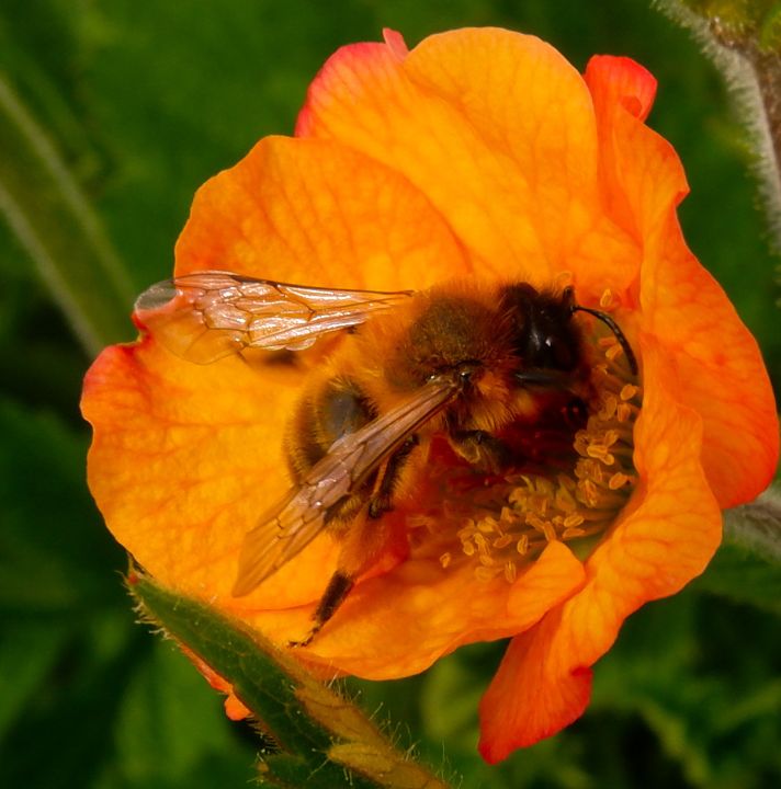 Macro of nature in pollination - Infinity Photography - Photography ...