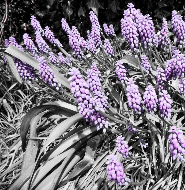 Colour splash with flowers in a park - Infinity Photography ...