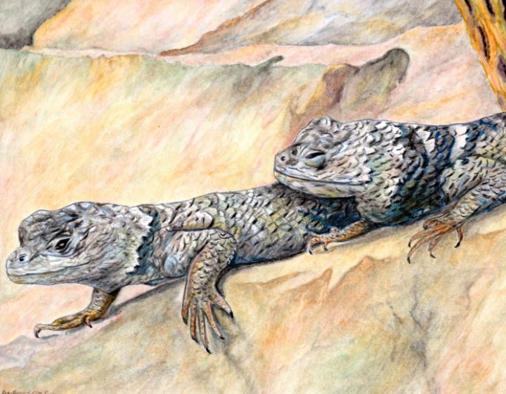 Desert Pals - AMBnaturespace - Drawings & Illustration, Animals, Birds ...