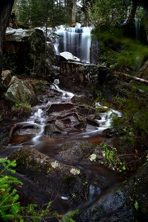 Flooded Forest Floor - Tony Savino - Photography, Landscapes & Nature ...