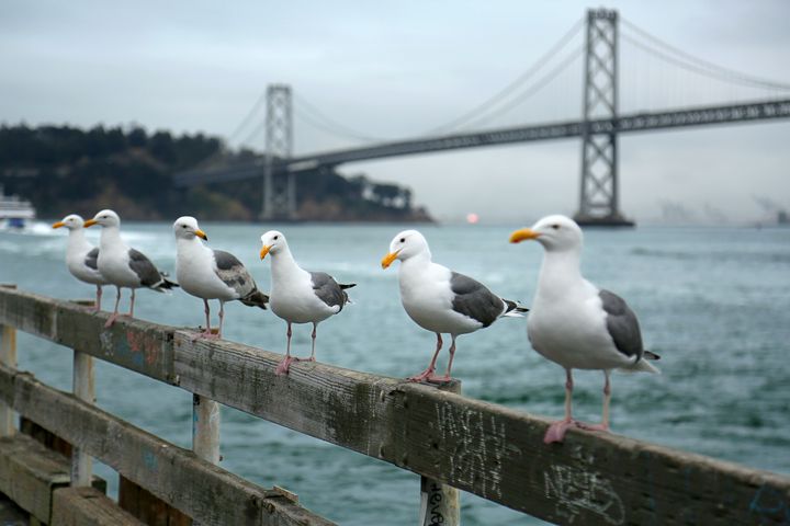 Seagull Gallery - Jaffa Orange Photography - Photography, Animals ...