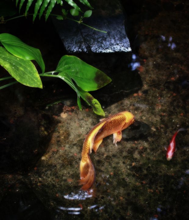Pas de Koi - Jaffa Orange Photography - Photography, Animals, Birds ...