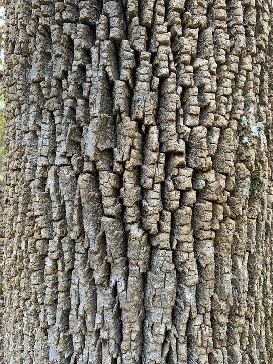 Ash Tree Bark - Vashon - Photography, Landscapes & Nature, Other ...