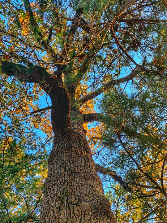 Ozark Oak Tree - Vashon - Photography, Flowers, Plants, & Trees, Trees ...