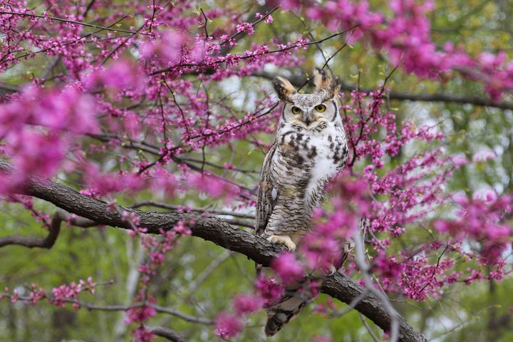 Spring Owl - Lisa Willey Photography - Photography, Animals, Birds ...
