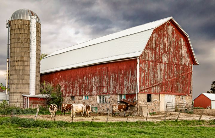 Cows by a Barn - RoxFaulk - Photography, Buildings & Architecture ...