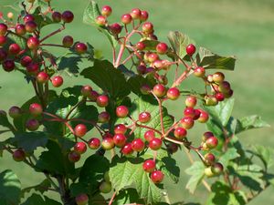 Berry Interesting - Photalicious - Photography, Flowers, Plants ...