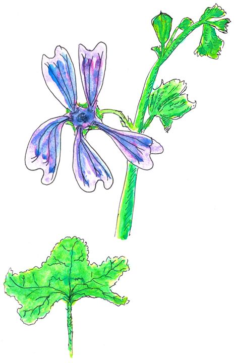 Malva neglecta Watercolor Illustrati - Darkvine Art - Drawings ...