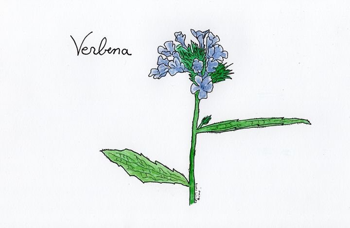 Verbena Botanical Illustration - Darkvine Art - Drawings & Illustration ...