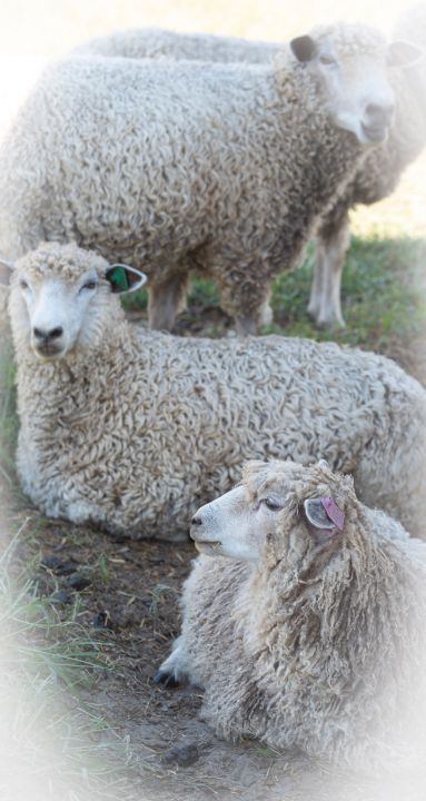 Bleating Sheep - DJ Dalasio Photography - Photography, Animals, Birds ...