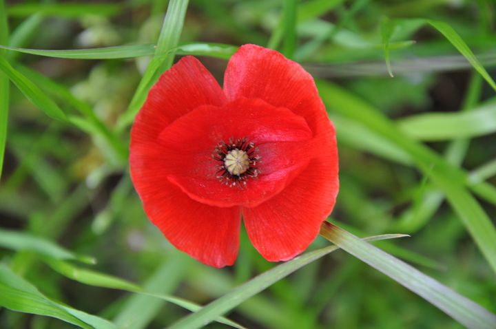 Perfect Mohn - Somezo Art - Photography, Flowers, Plants, & Trees ...