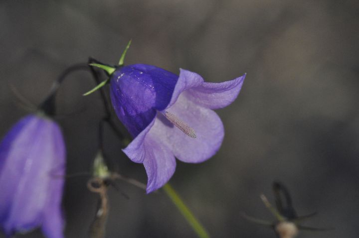 Cute little lila flowers - Somezo Art - Photography, Flowers, Plants ...