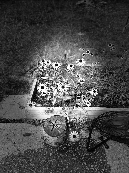 Black eyed Susie - Lee Duvall - Photography, Flowers, Plants, & Trees ...