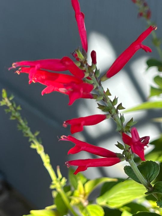 Red sage - Lee Duvall - Photography, Flowers, Plants, & Trees, Plants ...