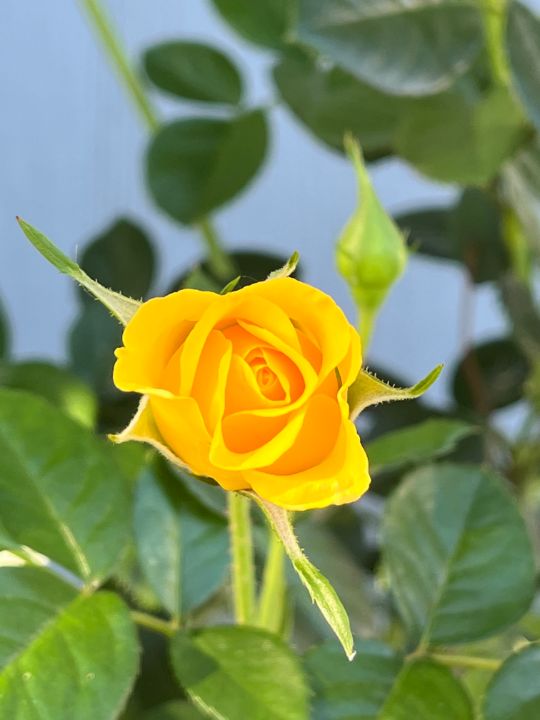 Yellow rose - Lee Duvall - Photography, Flowers, Plants, & Trees ...