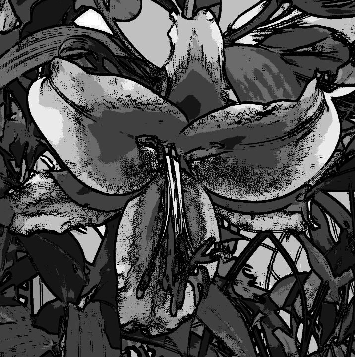 Black and white lilies - Lee Duvall - Photography, Flowers, Plants ...