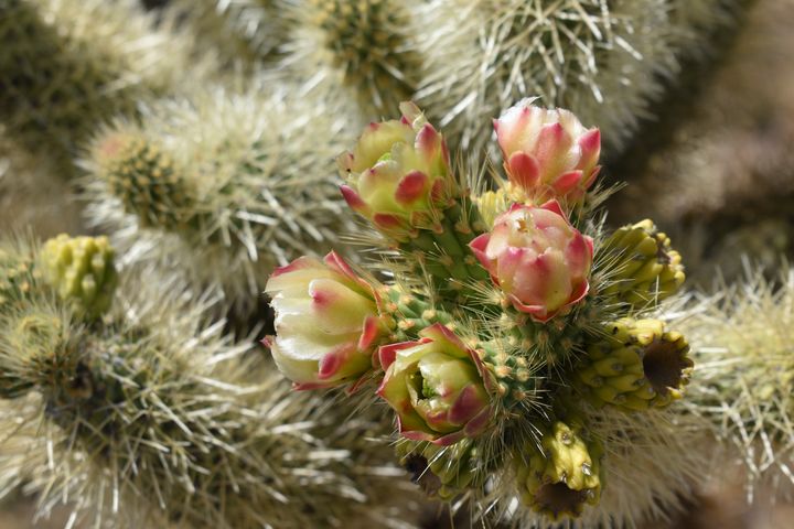Cactus In Bloom - Imagination Artwork by Alex Howell - Photography ...