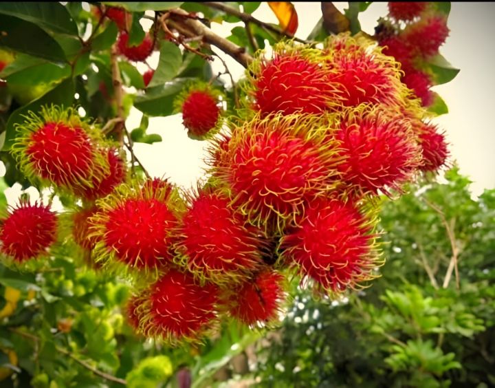 The Left Ripe Rambutan! - Bảo Trúc Co., Ltd - Photography, Flowers ...