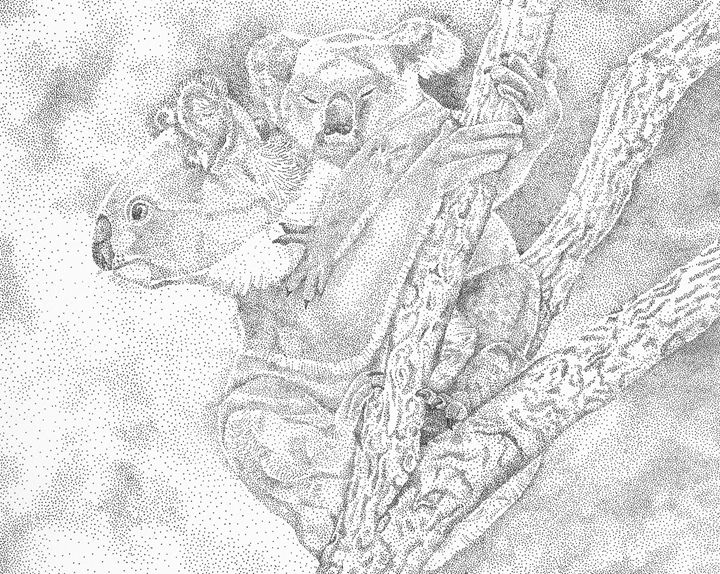 Koalas - Colour and Quill - Drawings & Illustration, Animals, Birds ...