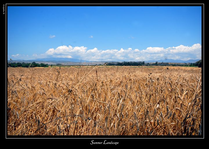 Summer fields of Cyprus - Evripidou M - Photography, Landscapes ...
