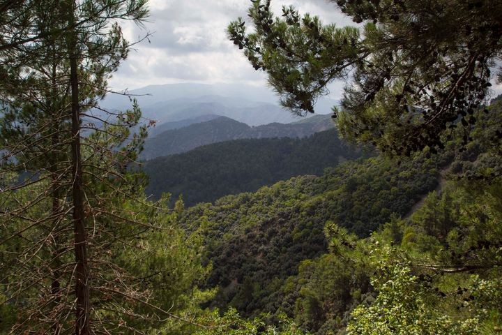 Cyprus mountains forests - Evripidou M - Photography, Landscapes ...