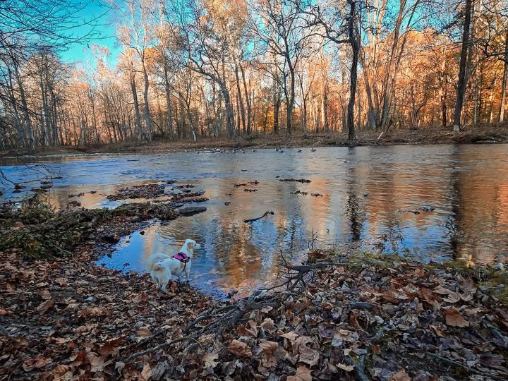 The River with a cute puppy - Tudor prints - Photography, Landscapes ...