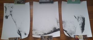 Hutzinger Silver Leaf Print - Natural Curiousities Orginals - Paintings ...