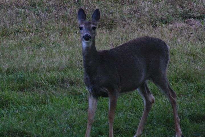 Doe a Deer - Blue Star Arts and Crafts - Photography, Animals, Birds ...