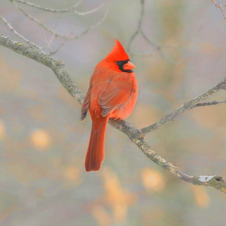 Victoria Blewer - Photography, Crafts & Other Art