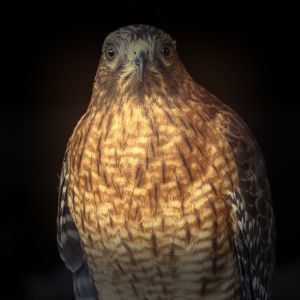 Victoria Blewer - Photography, Crafts & Other Art