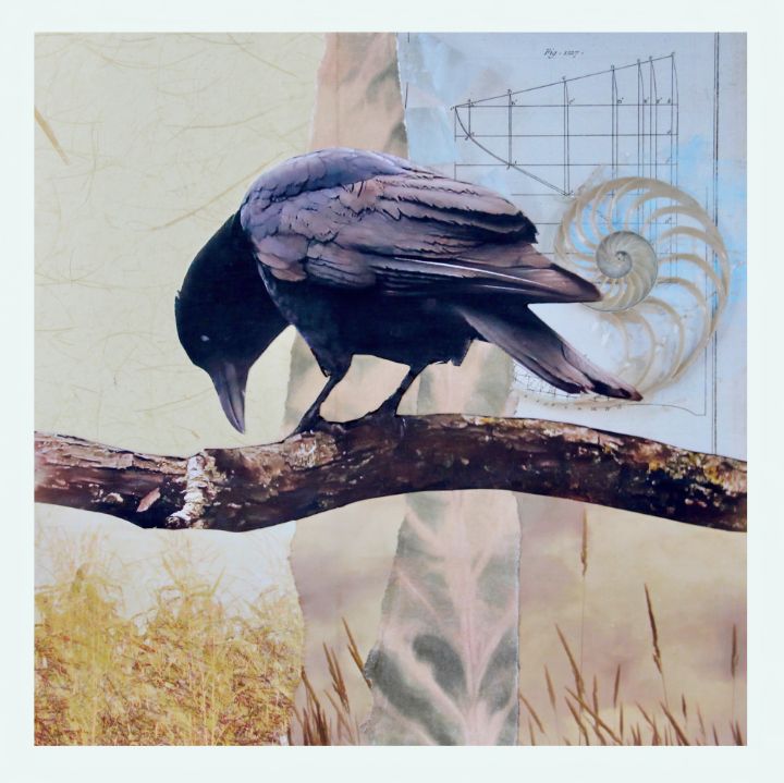 Curious Crow - Victoria Blewer - Photography, Animals, Birds, & Fish ...