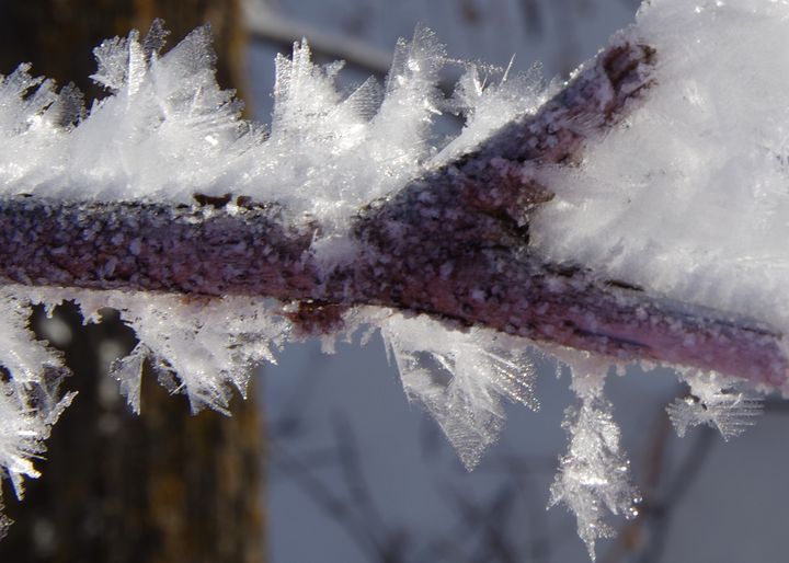 Iced Branch - Julie Bronson's Vanishing Beauty Photography ...