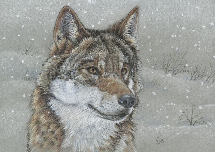 Wolf in the snow - Nicole Barrière Jahan - Drawings & Illustration ...