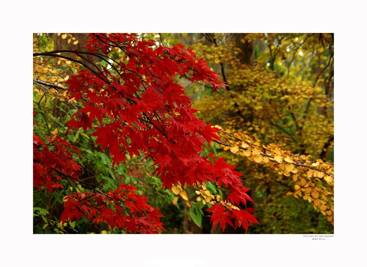 Adelaide Hills - Aldinga Photos Gallery - Photography, Flowers, Plants ...