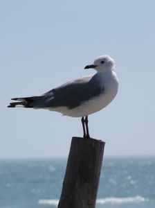 Seagull looking back - PhinnsArt - Photography, Animals, Birds, & Fish ...