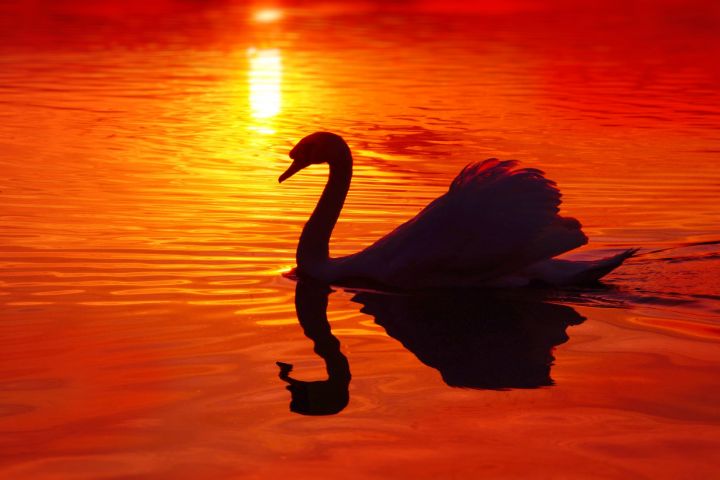 Red Water Swan - Louise's Studio - Photography, Animals, Birds, & Fish ...