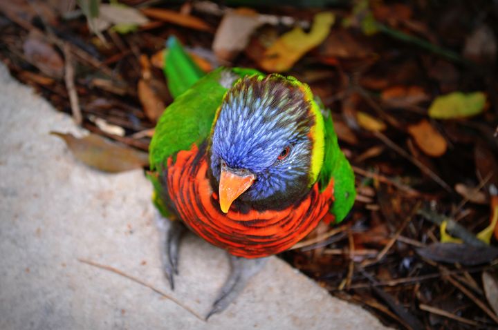 Lorikeet - Robin Kristopher Photography - Photography, Animals, Birds ...