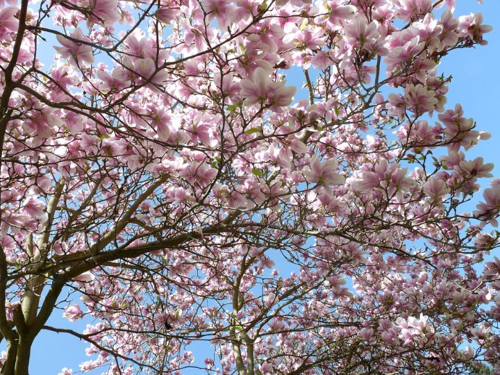 Magnolia in April - Birgit Moldenhauer Art - Photography, Flowers ...