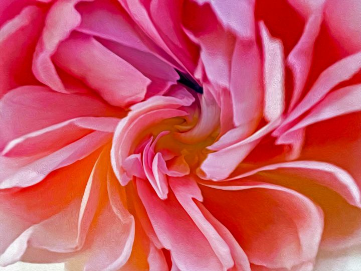 Twisted Rose of Summer - Topspot Designs - Photography, Flowers, Plants ...