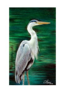 Colin Hayes Art - Drawings & Illustration, Paintings & Prints