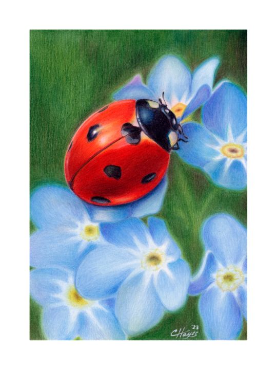Colin Hayes Art - Drawings & Illustration, Paintings & Prints