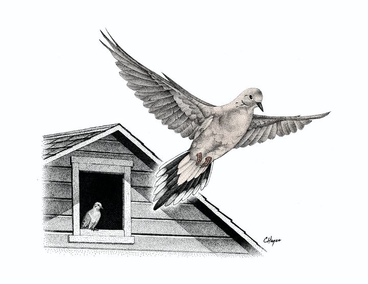 Mourning Doves - Colin Hayes Art - Drawings & Illustration, Animals ...