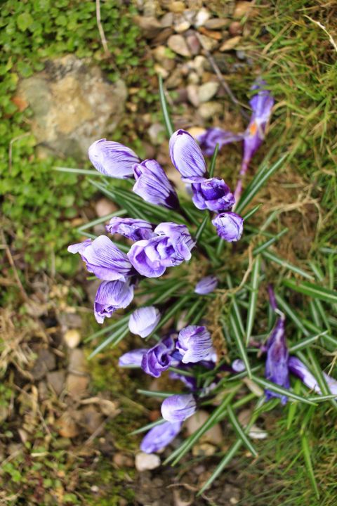 Early crocuses - nick_mills_photography - Photography, Flowers, Plants ...