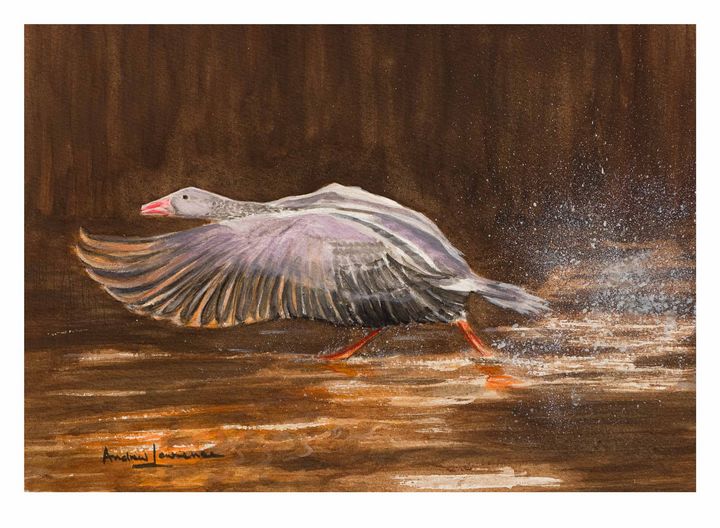 Grey Lag Goose - The Vivid Brush - Paintings & Prints, Animals, Birds ...