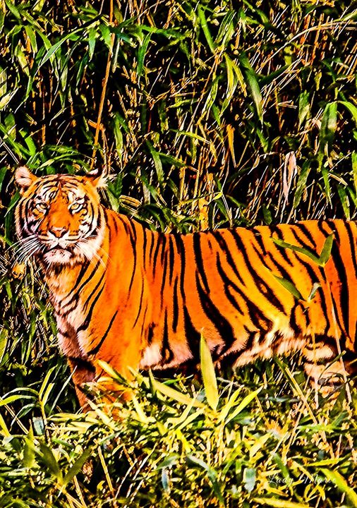 I AM TIGER - Lady Marie - Photography, Animals, Birds, & Fish, Wild ...