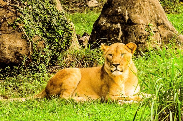 LIONESS - Lady Marie - Photography, Animals, Birds, & Fish, Wild Cats ...