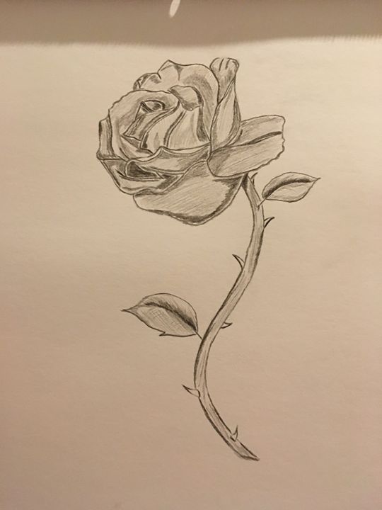 Rose Petals Falling Pencil Drawing
